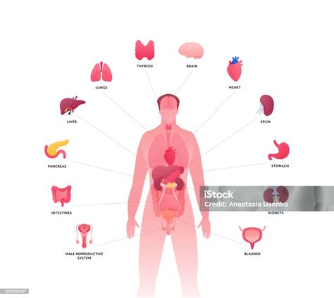 Tubuh Manusia Dengan Anatomi Organ Dalam Ilustrasi Perawatan Kesehatan