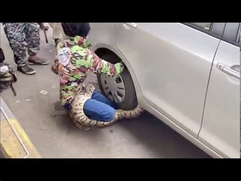 A 10 Feet Long Python Causes Traffic Jam In Mumbai Rescued Video