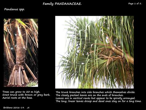 Pandanus Botany Brisbane