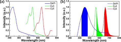 A Extinction Spectra Of Dapi The Telomere Probes Cy5 And The Download Scientific Diagram