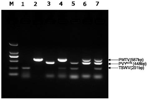 triple rt pcr method capable of detecting three viruses causing potato