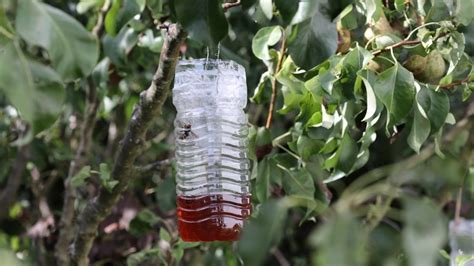 How To Make A 4 Step Diy Wasp Trap