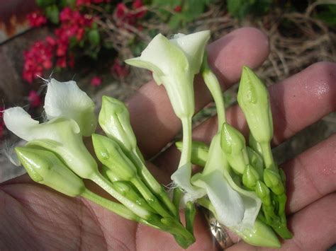 Flor De Loroco V Salvadorski Kuhinji 2many4granny