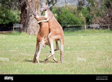 The Two Male Kangaroos Are Fighting Over Who Will End Up Mating With