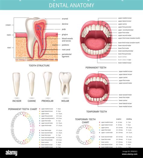 Human Dental Anatomy Chart With Realistic Jaw And Tooth Vector Bilarasa