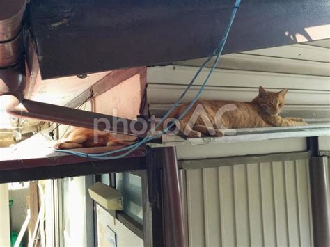 軒下でくつろぐ茶猫 No 29100883｜写真素材なら「写真ac」無料（フリー）ダウンロードok
