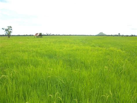 All About Lily Chou Chou Wallpapers Top Free All About Lily Chou Chou Backgrounds