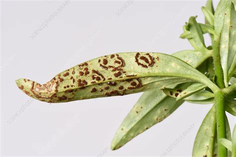 Antirrhinum Rust Stock Image C0342416 Science Photo Library