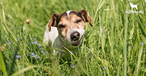 Why Do Dogs Eat Grass Surprising Reasons Dogs Naturally