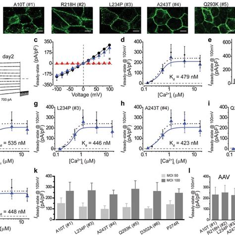 Subcellular Localization Of Wt And Mutant Best1 In Ipsc Rpes Confocal Download Scientific