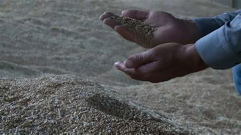 რუსეთიდან დაბალ ფასად შემოტანილი ხორბლის გამო ფერმერები გაკოტრების პირას არიან პროტესტი