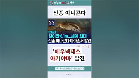 아나콘다 신종 아마존 발견 News 6 1미터 Youtube