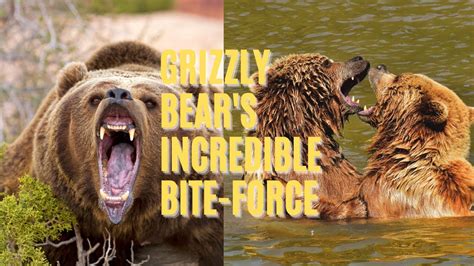The Incredible Bite Force Of Grizzly Bears How They Can Crush A