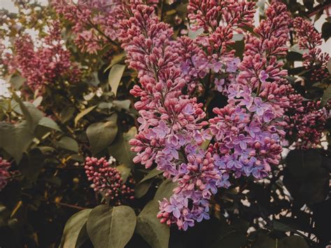 Buddleia