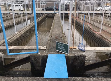庄川漁連の近況情報サケ稚魚放流 3回目