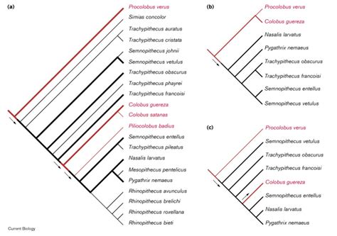 Cladistics Primates