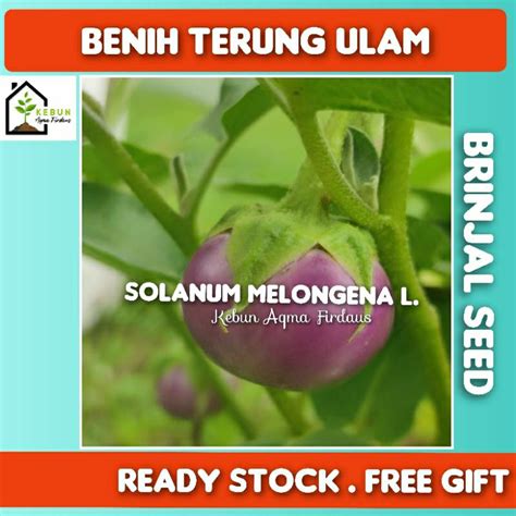 Biji Benih Terung Ulam Terung Mini Unggu 50 Biji Brinjal Seed Eggplant Seed Shopee Malaysia