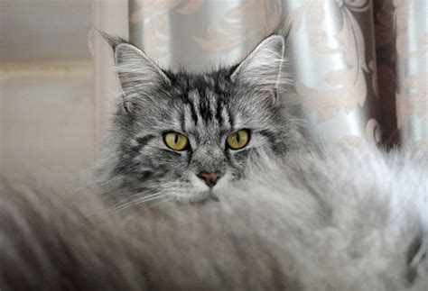 고양이 그레이 메인 메인 쿤 메인쿤의 클로즈업 분홍색 코 흰 콧수염 꼬리 가축에 대한 스톡 사진 및 기타 이미지 가축 검은