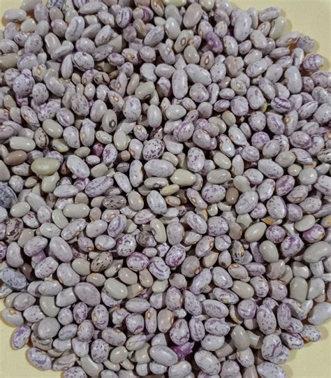 Mixed Colour Stripe Local Kholar Rajma Organic Packaging Size 1 10
