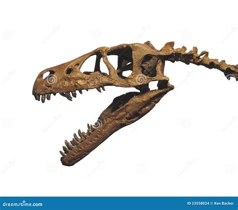 Cranio Della Testa Del Fossile Di Dinosauro Isolato Fotografia Stock