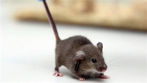 The Dirty Mouse Model The Limited Times