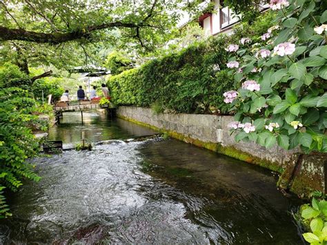 澄みきった清流に可愛らしい白い花が咲く醒ヶ井宿の梅花藻滋賀県米原市 つれづれ旅日記