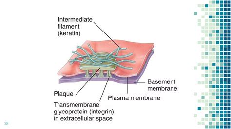 Intercellular Junctions Pptx