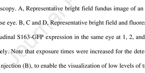 Detection Of S163r Gfp Basal Rpe Deposits By Noninvasive In Vivo Fundus