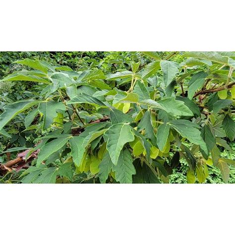 Acer Griseum Jfs Kw8agri Jc Raulston Arboretum Plants