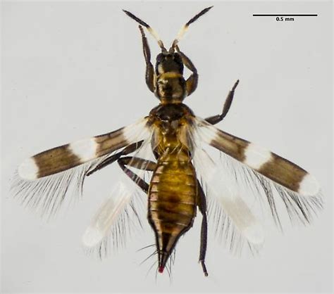 Aeolothrips Collaris Bugguide Net