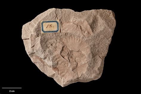 Cf Phyllotheca Etheridgei Collections Online Museum Of New Zealand Te Papa Tongarewa