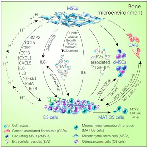 Bone Microenvironment And Osteosarcoma Metastasis Pmc