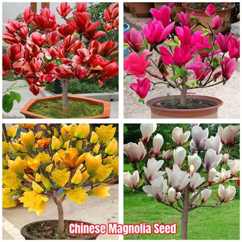 35เมล็ด แมกโนเลีย เมล็ด Mixed Colors Magnolia Seeds Flower Seeds