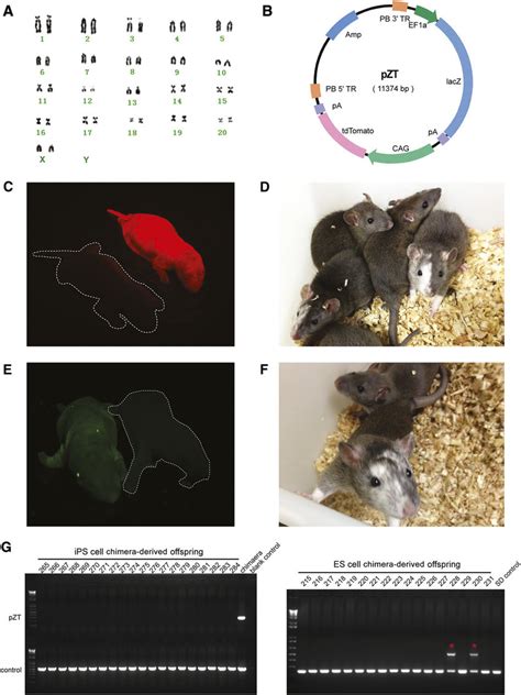 Generation Of Chimeras With Rips Cells And Es Cells A Map Of