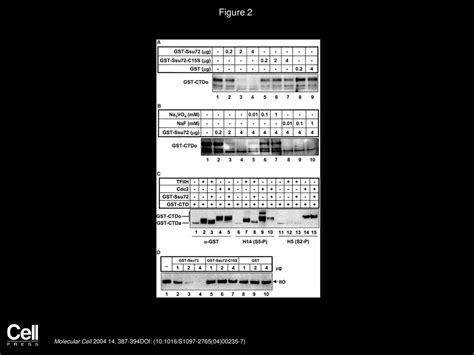 Ssu72 Is An Rna Polymerase Ii Ctd Phosphatase Ppt Download