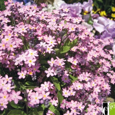 （เมล็ด）การ ฟอร์เก็ตมีน็อท สีชมพู Forget Me Not Flower Seed บรรจุ 10 เมล็ด งอก ปลูก งอก การ