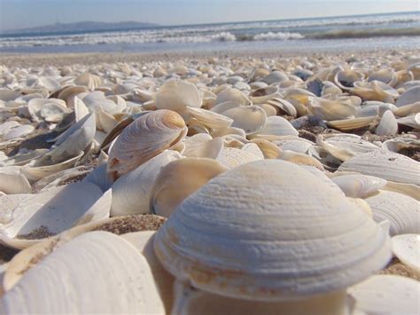 Types Of Shellfish In The Sea