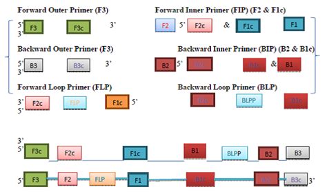 Loop Mediated Isothermal Amplification LAMP Assay For Detection Of Gene Amplification Without