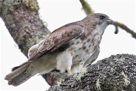 Hawks In Hawaii