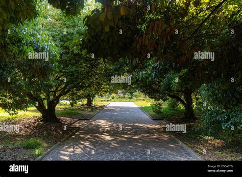 The Path In The Park Is Lined With Trees There Are Shadows Of Trees On