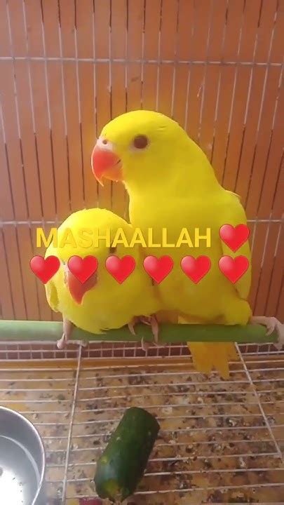 Mangoes 🥭 🥰😍🥰😍😍😍 Youtube