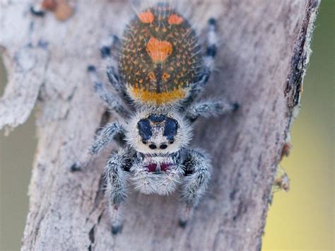 Phidippus Regius The Spider Shop