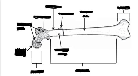 Anatomy Of Long Bone Diagram Quizlet