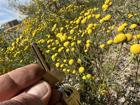 Stinknet A Fast Growing Problem Patagonia Regional Times