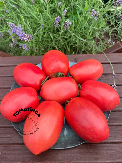 Минусинские – Tomatinсa.ru