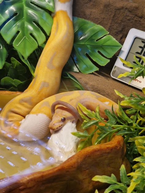 Artemis Has Had Her First Meal Rballpython