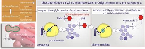 Une Modification Spécifique La Formation De Mannose6phosphate