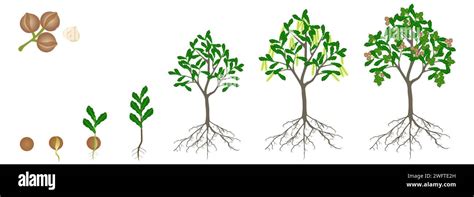 Cycle Of Growth Of Macadamia Tree On A White Background Stock Vector Image And Art Alamy
