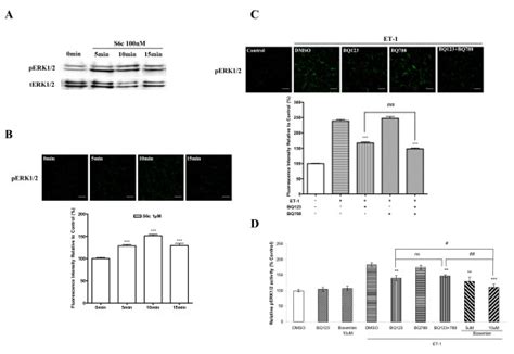 Roles Of Endothelin Receptor Subtypes In Mediating Et 1 Induced Download Scientific Diagram