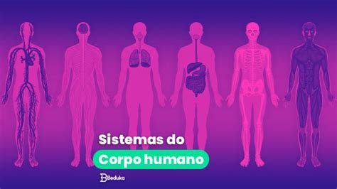 Quais são todos os Sistemas do Corpo Humano Descubra